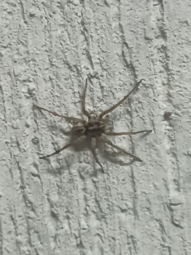 lance wolf spider in April 2025 by Retro · iNaturalist
