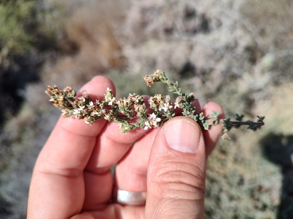 Palmer's frankenia from San Quintín, B.C., Mexico on April 21, 2025 at ...