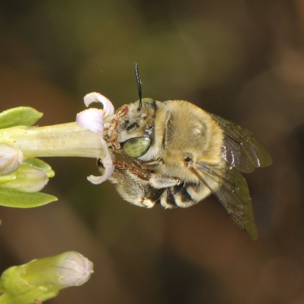 California Digger Bee in April 2025 by Elliott Gordon. associated with ...