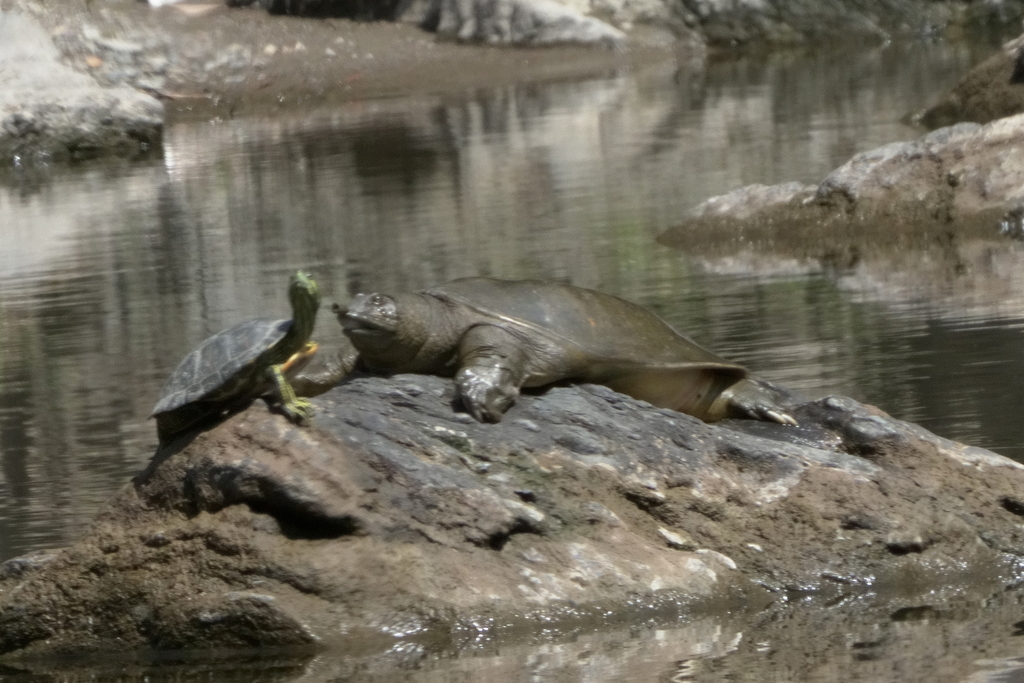 Chinese Softshell Turtle in April 2025 by C.H.Leung · iNaturalist