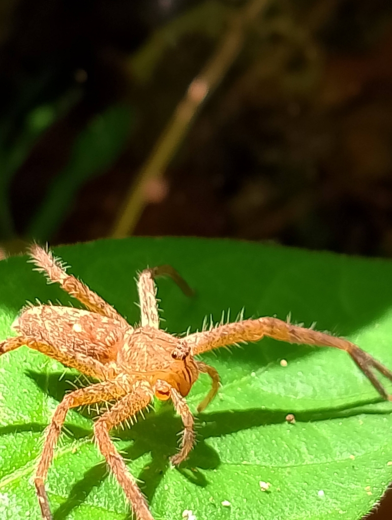 Huntsman Spiders from Magdum, Davao del Norte, Philippines on April 26 ...