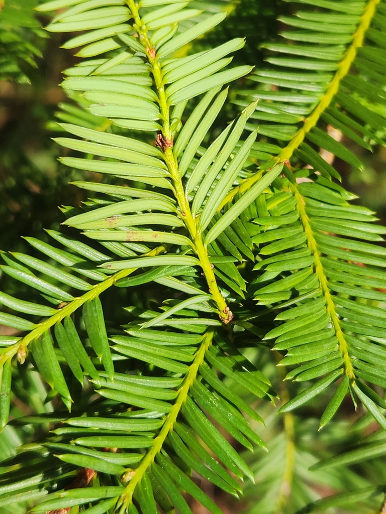 Pacific yew from Granite Falls, WA 98252, USA on April 21, 2025 at 03: ...
