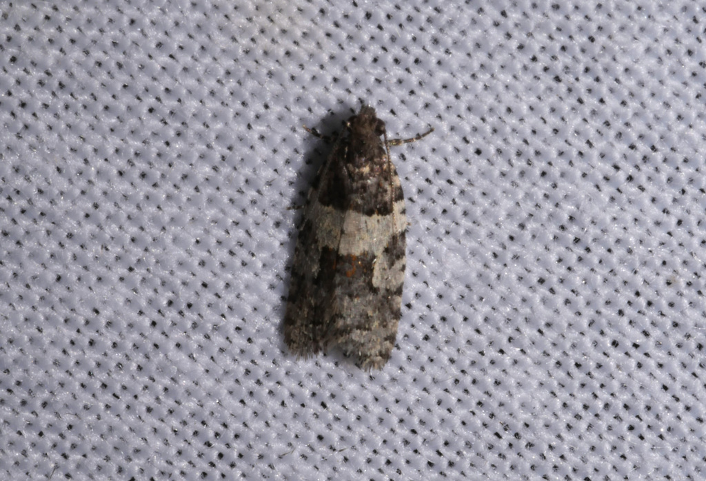 Tortricid Leafroller Moths from Big Desert VIC 3490, Australia on April ...