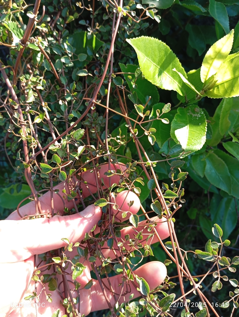 Clematis foetida from CM69+35 Lamar Track car park (wheelchair ...