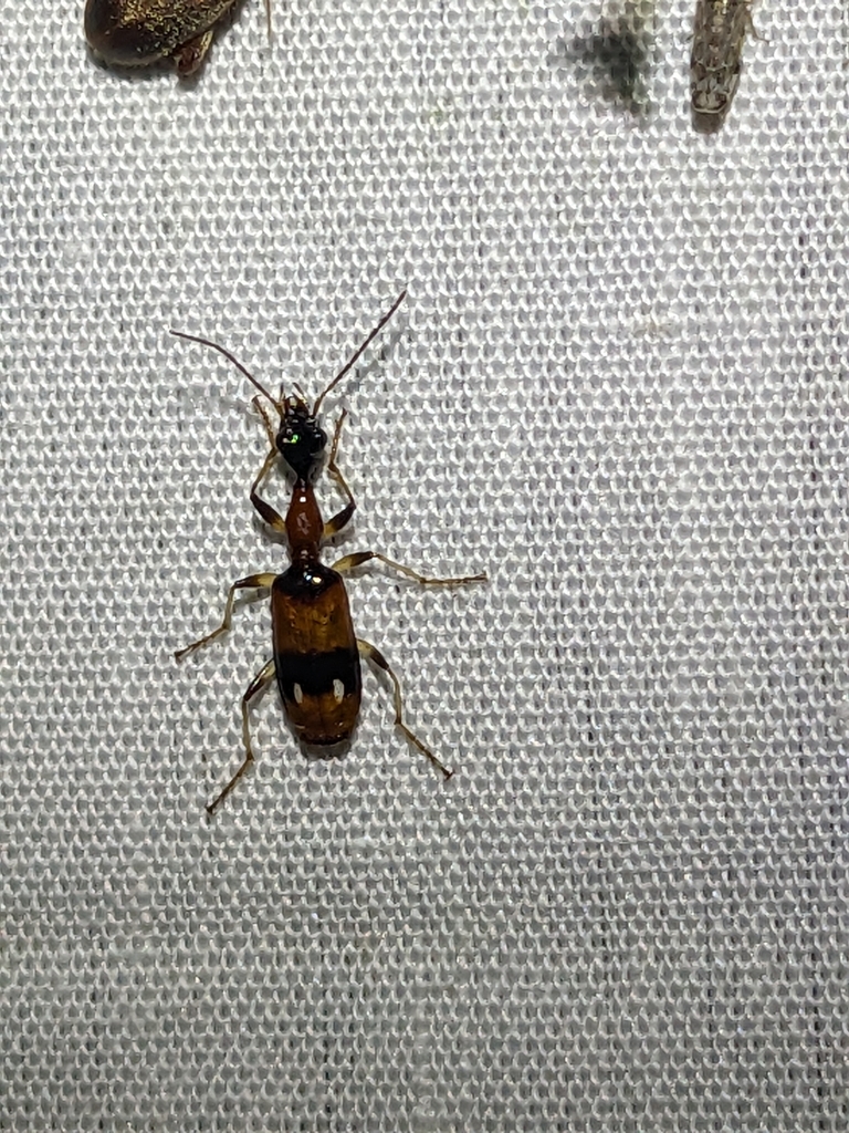 Ophionea from O'Brien's Creek Campground, 35808 O'brien's Creek Road ...