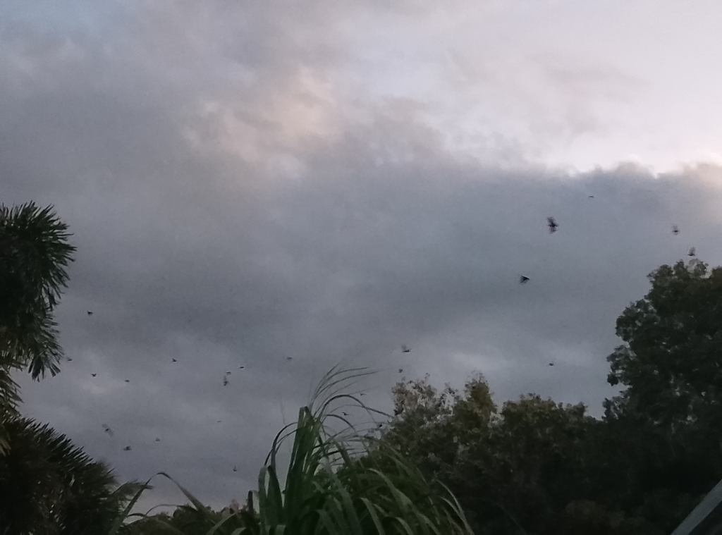 Spectacled Flying-fox from Trinity Beach QLD, Australia on April 22 ...