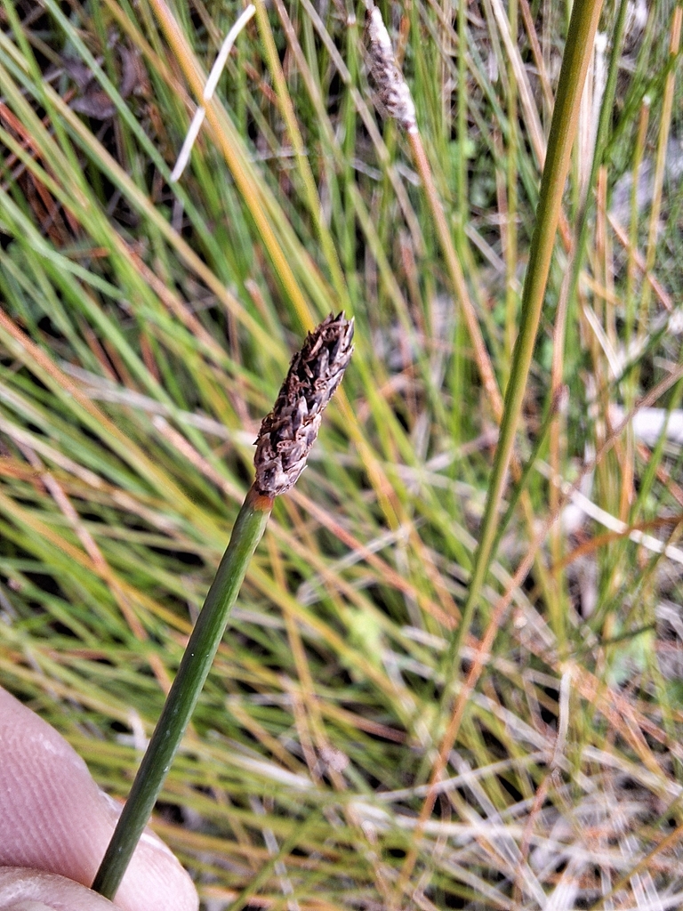 Sharp Spike Sedge from Lower Dashwood 7274, New Zealand on April 22 ...