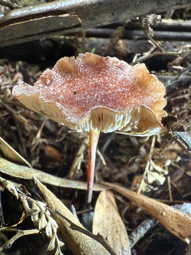 velvet parachute from Tarago River Forest Reserve, Gentle Annie, VIC ...