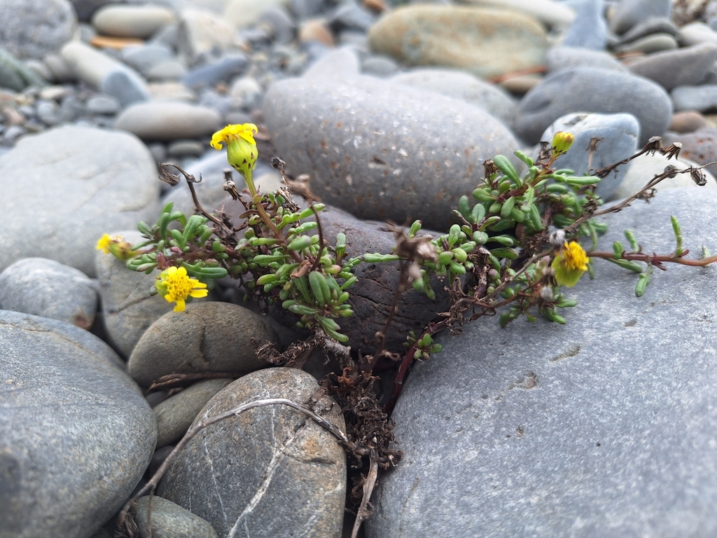 Shore Groundsel from Lower Dashwood 7274, New Zealand on April 22, 2025 ...