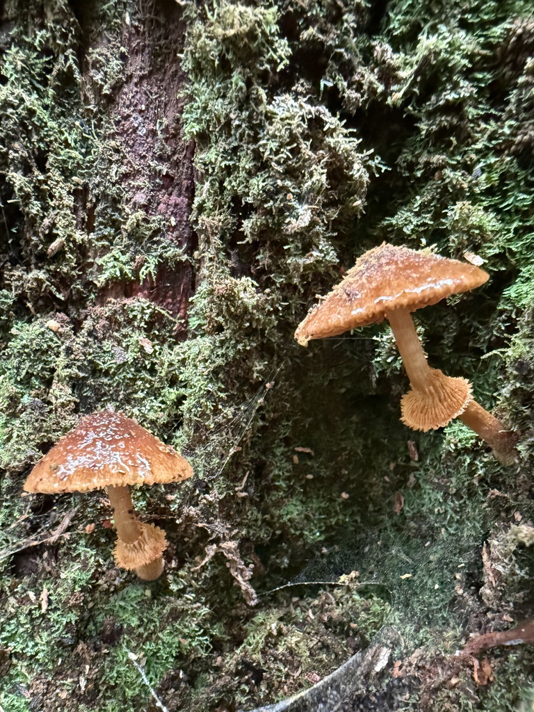 Descolea recedens from Tarago River Forest Reserve, Gentle Annie, VIC ...