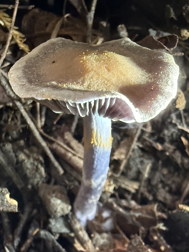 Webcaps from Tarago River Forest Reserve, Gentle Annie, VIC, AU on ...