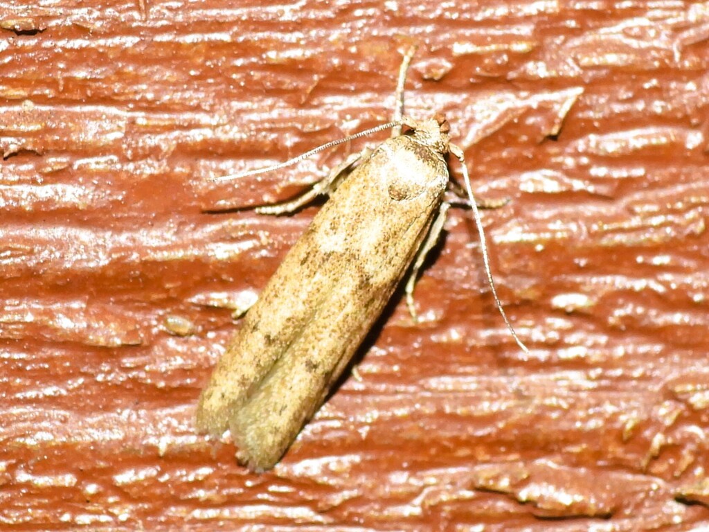 Blastobasis tanyptera from Coomba Park NSW 2428, Australia on April 22 ...