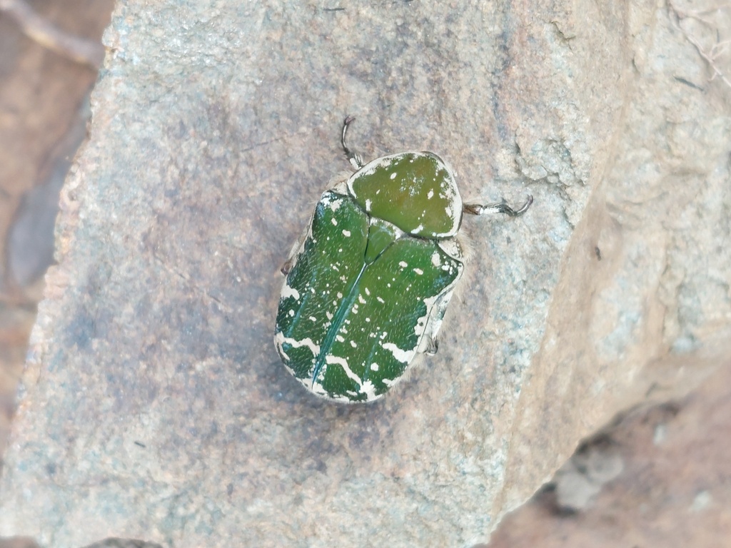 Protaetia neonata from Garzê Tibetan, Sichuan, China on April 16, 2025 ...
