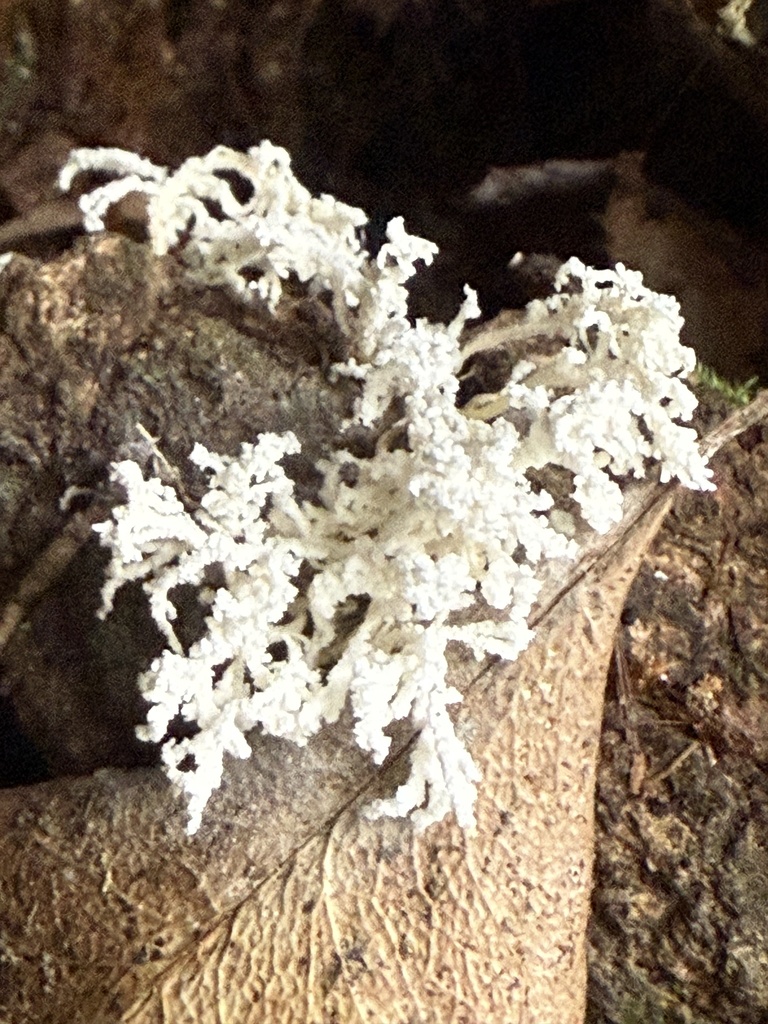 Cordyceps tenuipes from Tarago River Forest Reserve, Gentle Annie, VIC ...
