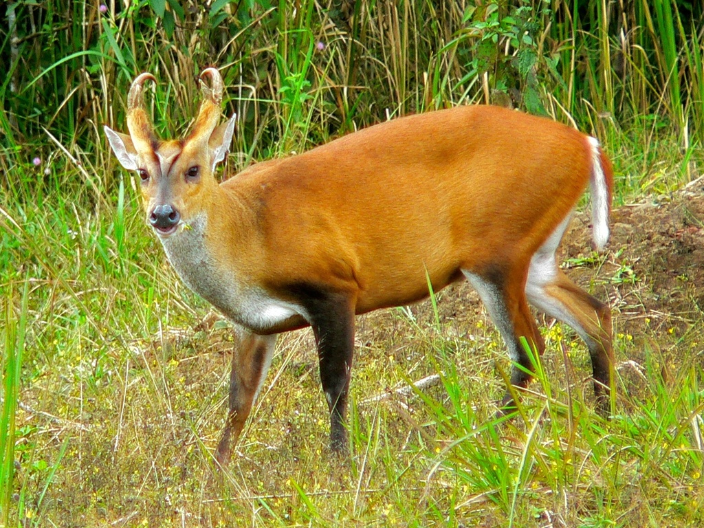Southern Red Muntjac (Muntiacus muntjak) - Know Your Mammals
