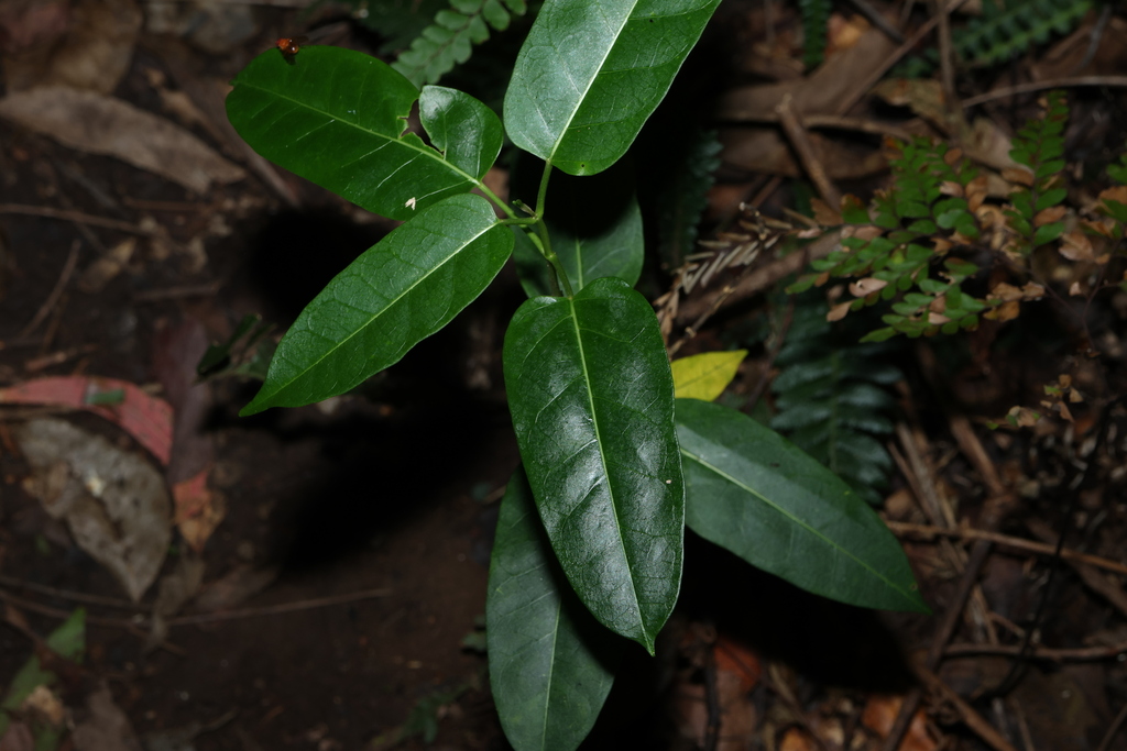 Common Milk Vine from Southern Lamington QLD 4211, Australia on April ...