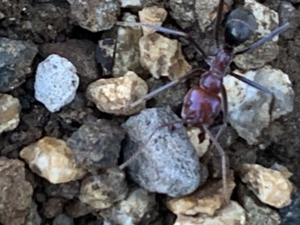 Southern Meat Ant from Goomburra QLD, Australia on April 14, 2025 at 06 ...