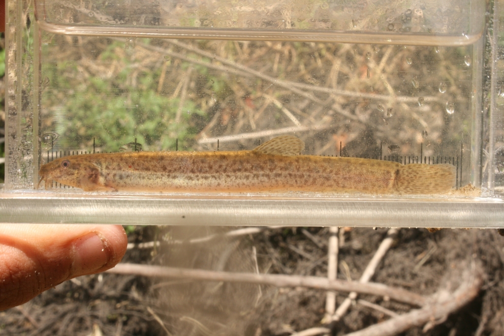 Oriental Weatherfish in April 2025 by Mason · iNaturalist