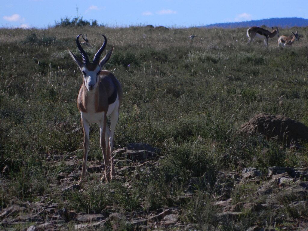 Karoo Springbok from Chris Hani District Municipality, South Africa on ...