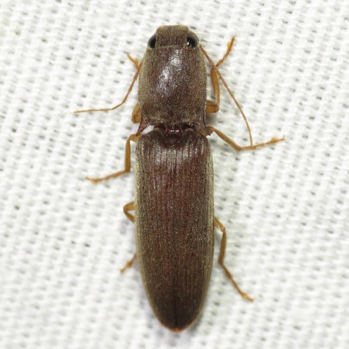 Conoderus parallelus · iNaturalist