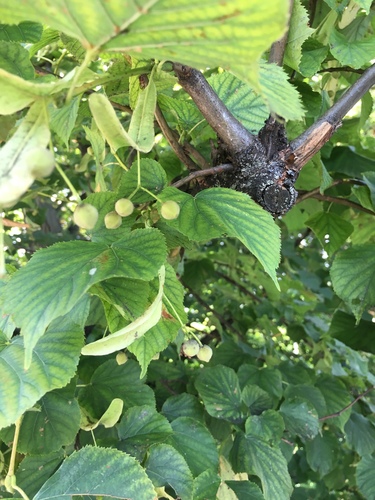 Observations by pendiz · iNaturalist