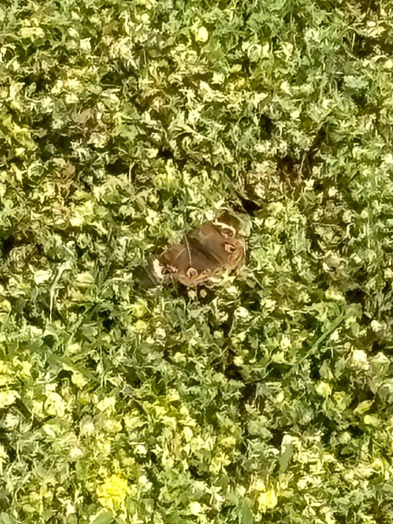 Common Buckeye from Freedom Way, Statesboro, GA, US on April 8, 2025 at ...