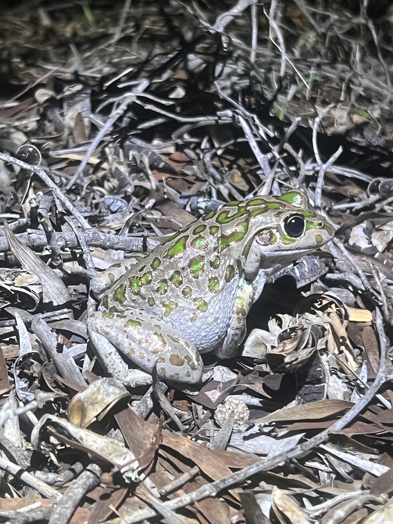 Spotted-thighed Frog from Stokes National Park, Coomalbidgup, WA, AU on ...