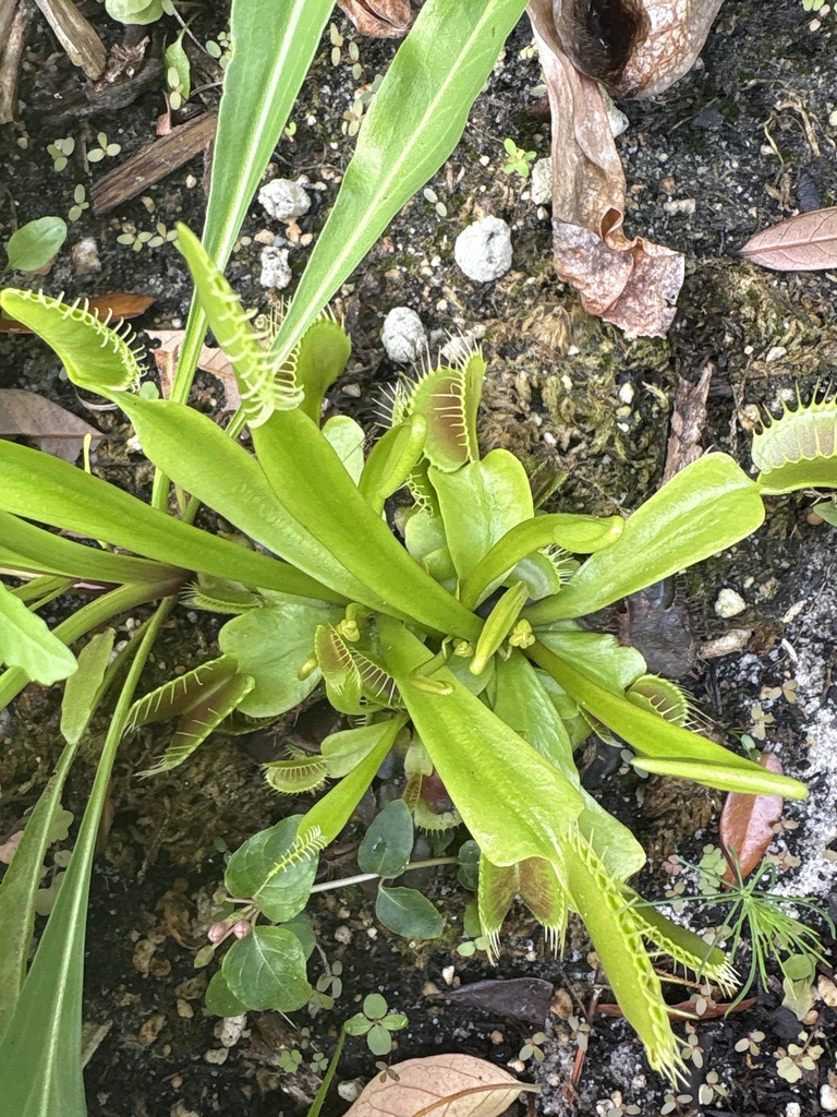 Venus flytrap in April 2025 by dea_jowers · iNaturalist