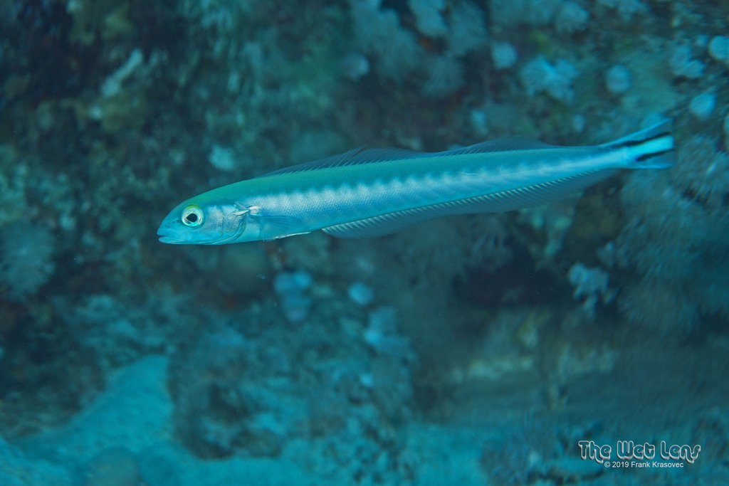 Flagtail Blanquillo from Wadi El-Gemal - Hamata on May 25, 2019 at 07: ...