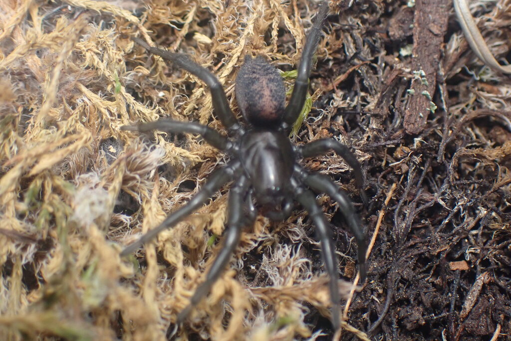 Typical Spiders from Capital Regional District, BC, Canada on April 21 ...