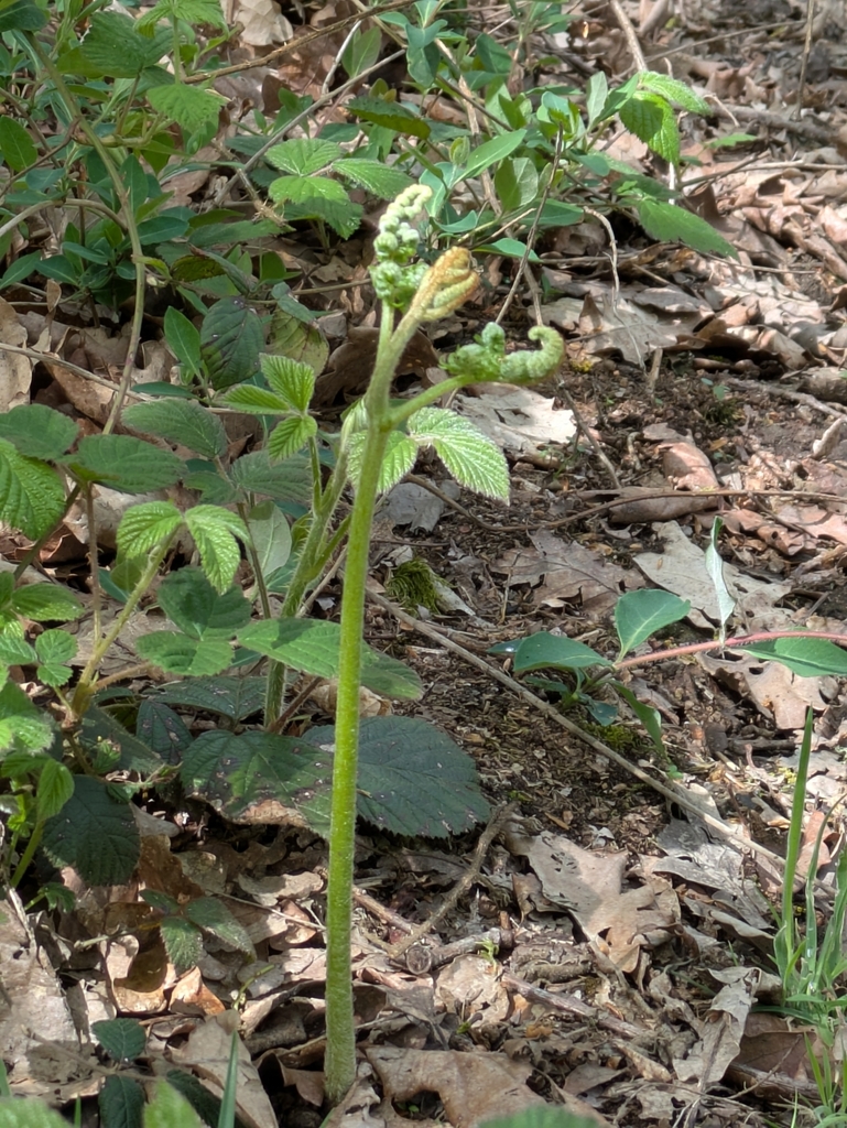 common bracken from Ryton-on-Dunsmore, Coventry CV8 3EN, UK on April 22 ...