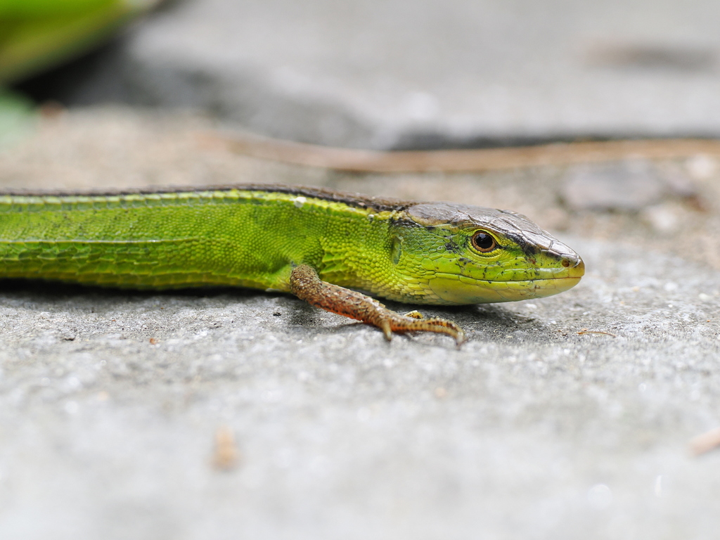 China Grass Lizard from 連江縣東引鄉 on April 18, 2025 at 02:19 PM by 尤冠智 ...