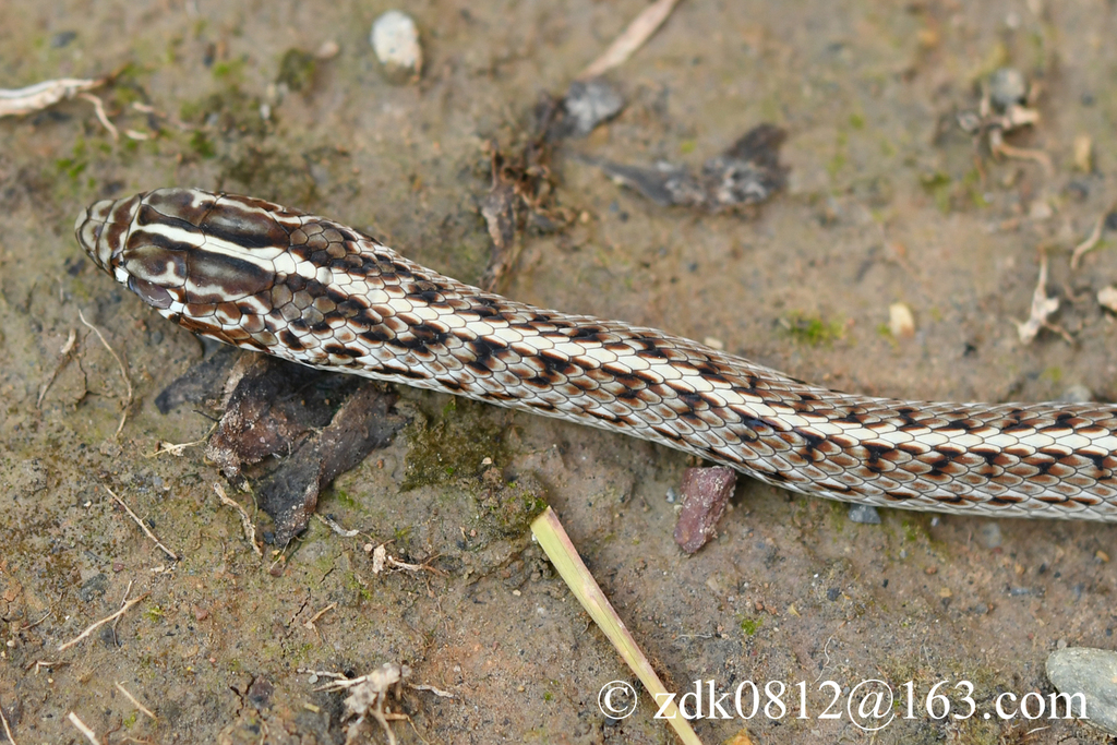 Slender Racer from 中国北京市门头沟区 on July 14, 2020 at 05:34 PM by zdk0812 ...