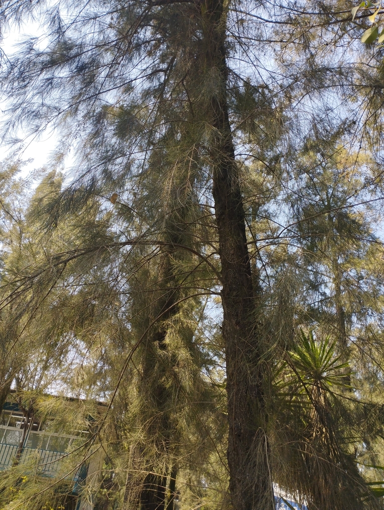 cedar of Goa from Edificio T, Ejército Constitucionalista I II y III ...