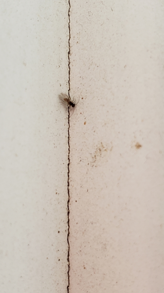 Barklice, Booklice, and Parasitic Lice in August 2019 by Anthony ...