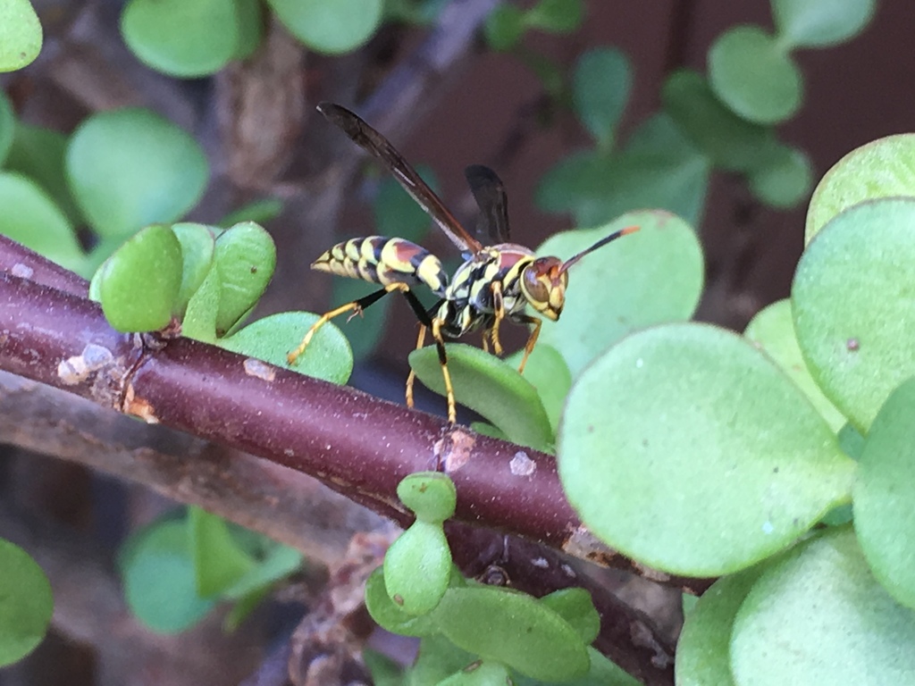 Guinea Paper Wasp from Mount Shasta Dr, Los Angeles, CA, US on August ...