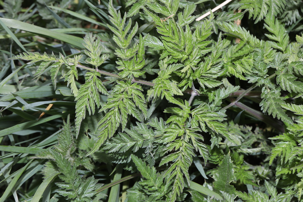 Cow Parsley from Speke and Garston Coastal Reserve, Garston Shore Road ...