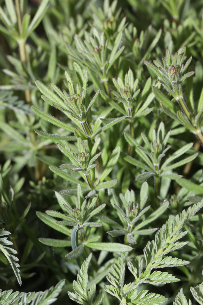 catchweed bedstraw from Speke and Garston Coastal Reserve, Garston ...