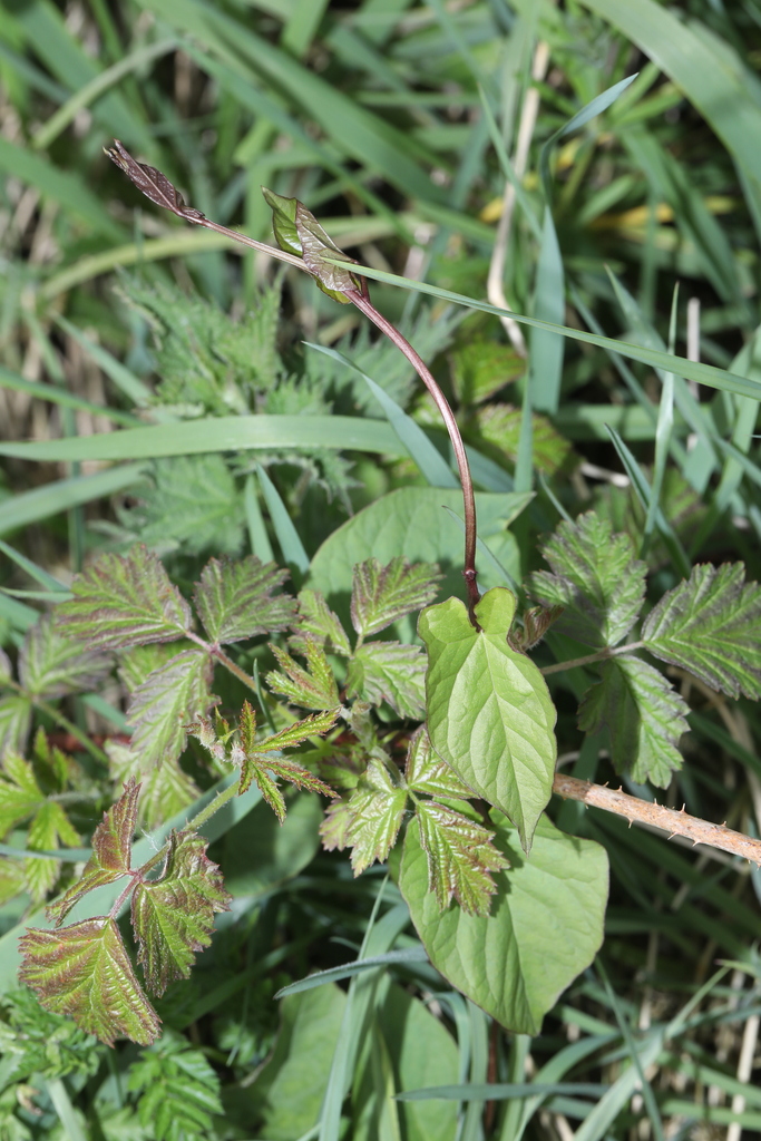 European dewberry from Speke and Garston Coastal Reserve, Garston Shore ...