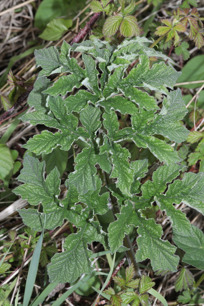 hogweed from Speke and Garston Coastal Reserve, Garston Shore Road ...