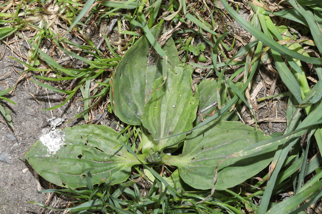 greater plantain from Speke and Garston Coastal Reserve, Garston Shore ...