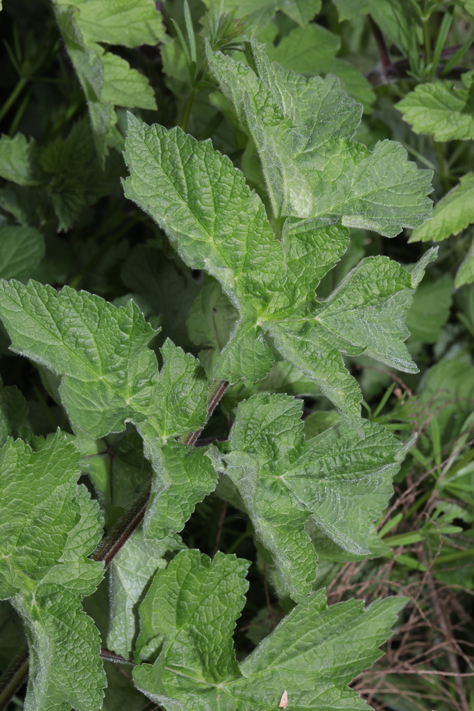 hogweed from Speke and Garston Coastal Reserve, Garston Shore Road ...