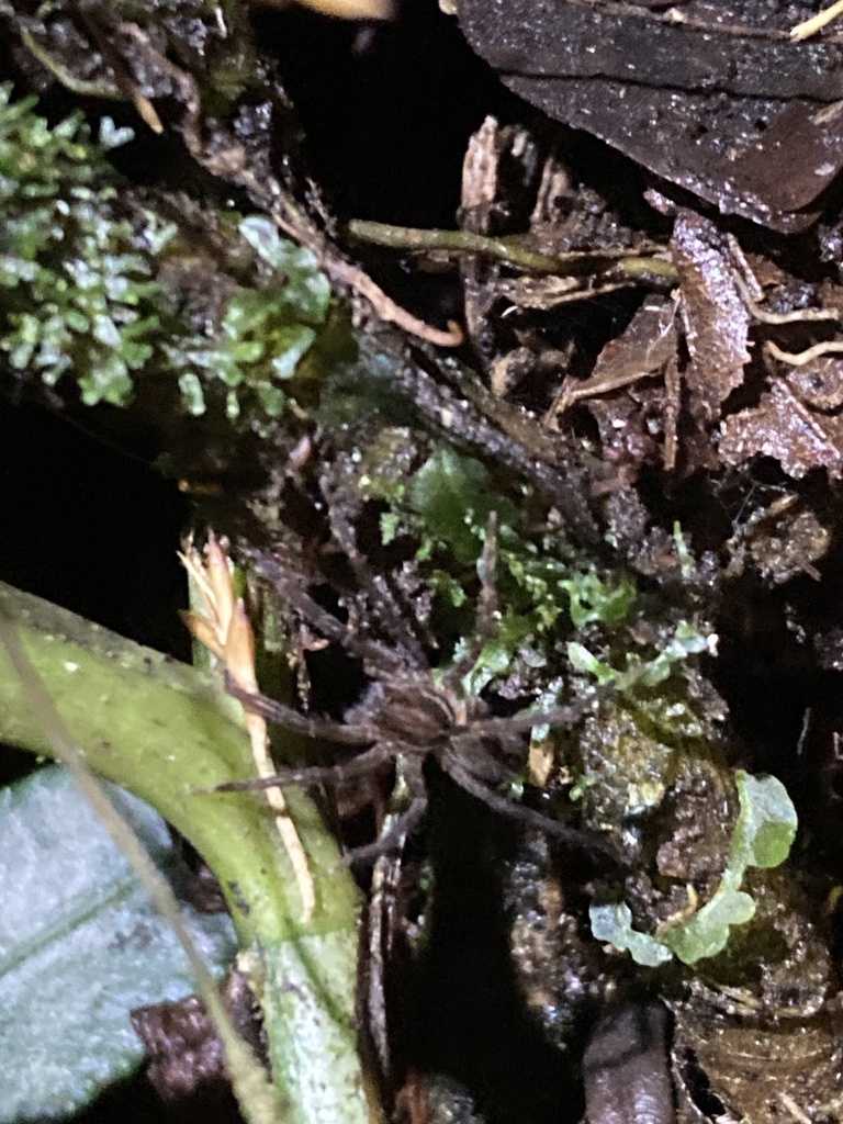Wandering Spiders from Mera, Pastaza, EC on April 21, 2025 at 09:56 PM ...