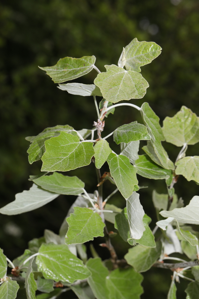white poplar from Speke and Garston Coastal Reserve, Garston Shore Road ...