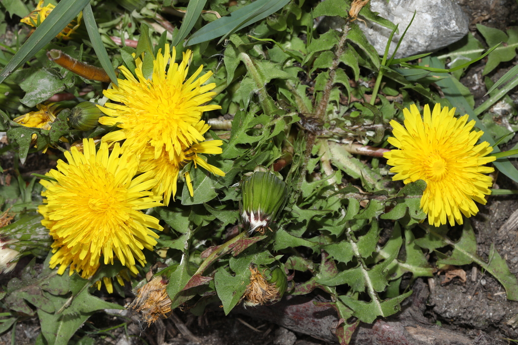 common dandelion from Speke and Garston Coastal Reserve, Garston Shore ...