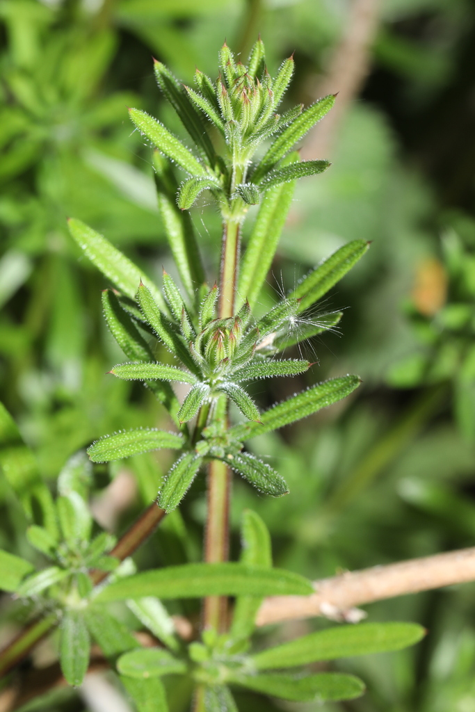 catchweed bedstraw from Speke and Garston Coastal Reserve, Garston ...