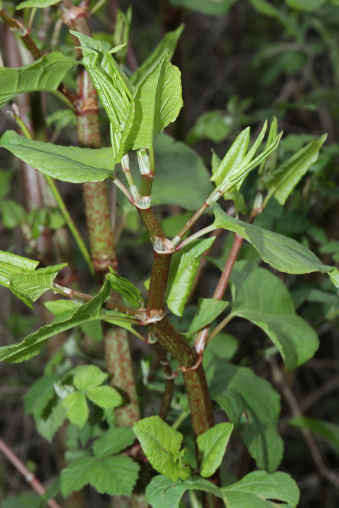 Japanese knotweed from Speke and Garston Coastal Reserve, Garston Shore ...