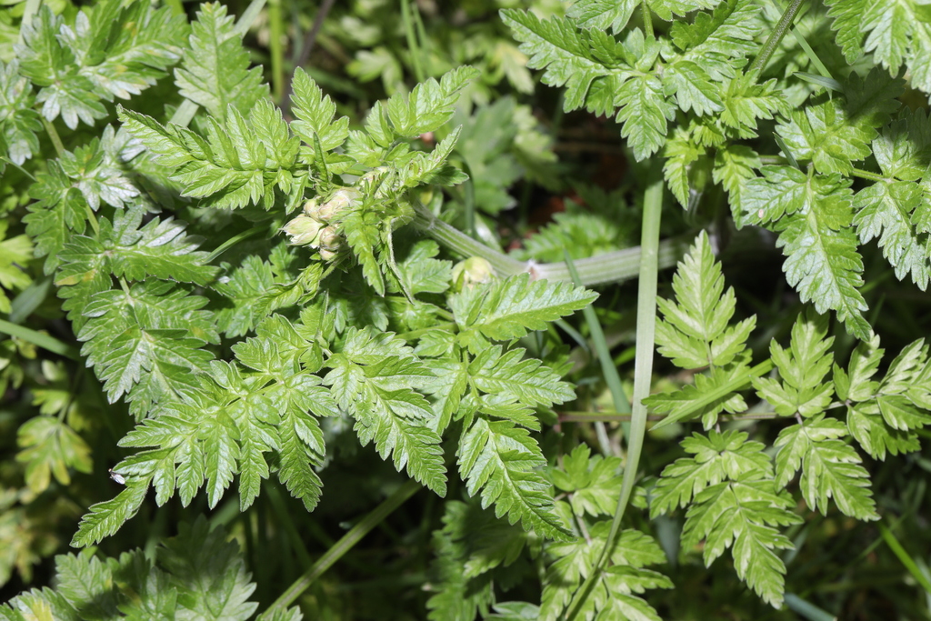 Cow Parsley from Speke and Garston Coastal Reserve, Garston Shore Road ...