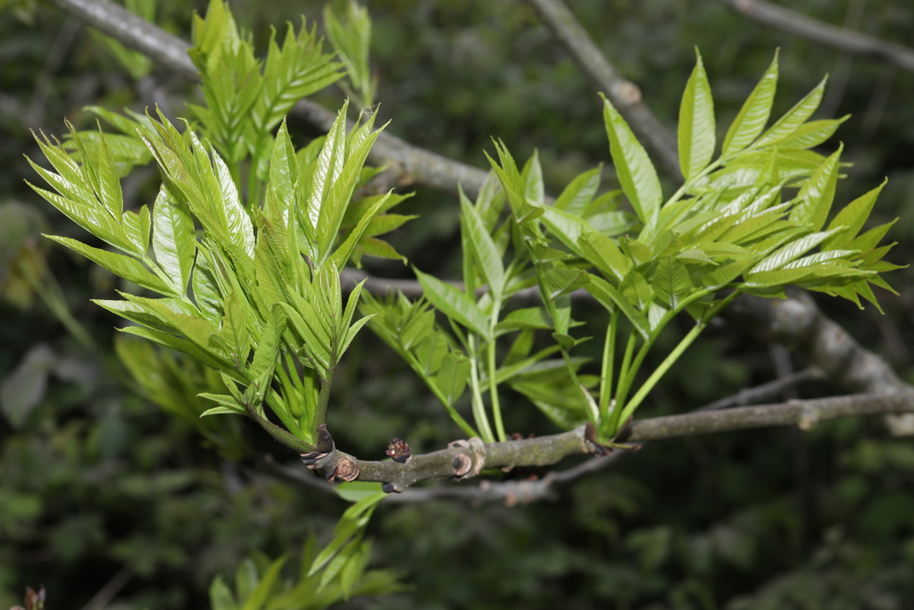 European ash from Speke and Garston Coastal Reserve, Garston Shore Road ...