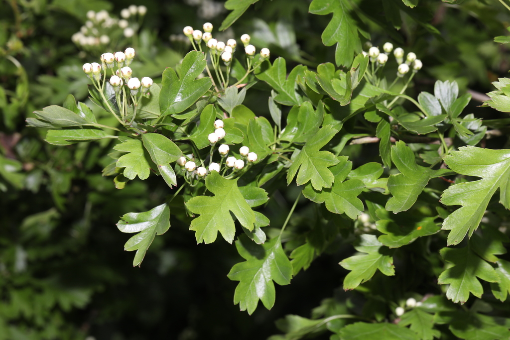 common hawthorn from Speke and Garston Coastal Reserve, Garston Shore ...